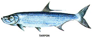 Cast Away Charters Lowcountry Inshore Fish Guide